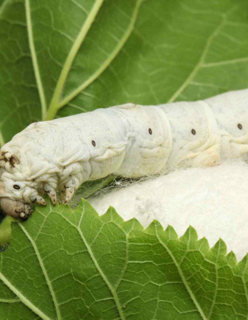 Sustainable and Innovative Fibers | António Salgado