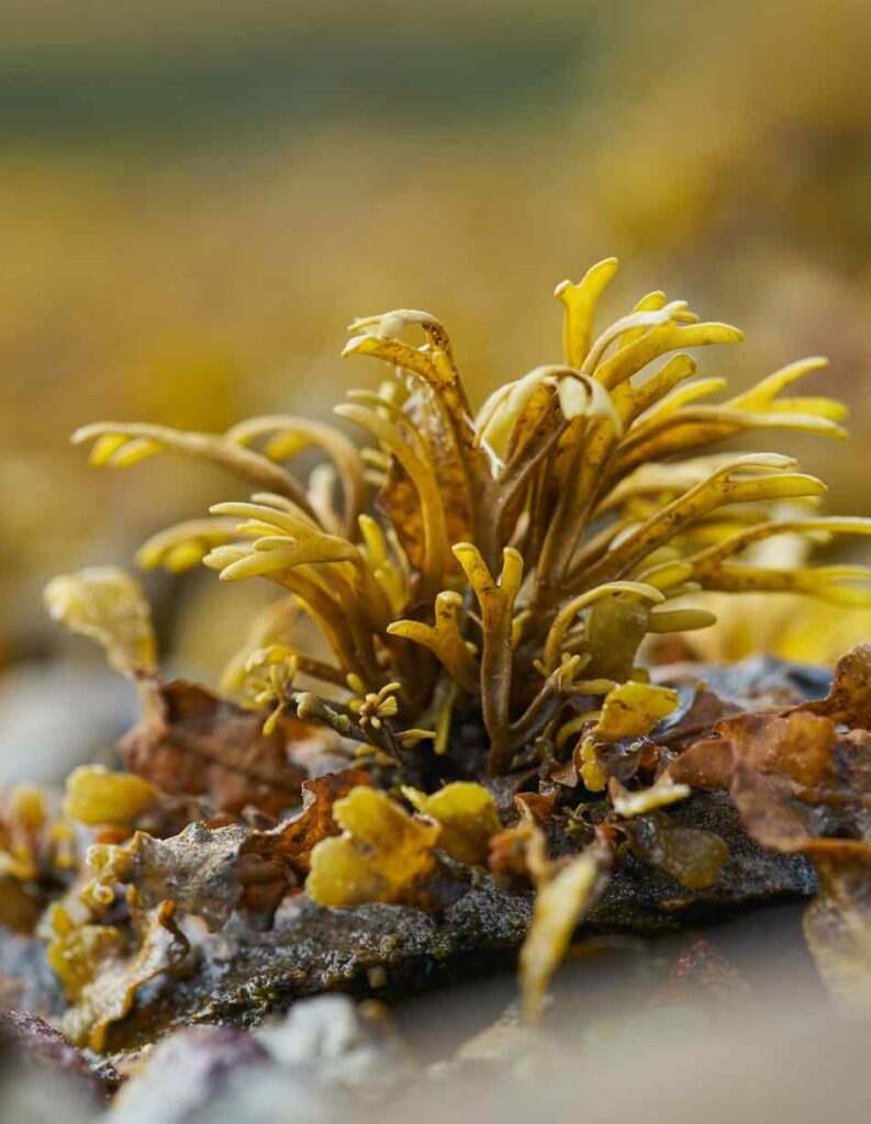 Sustainable and Innovative Fibers | António Salgado